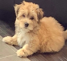 Cuccioli di Bichon Havanese maschi e femmine